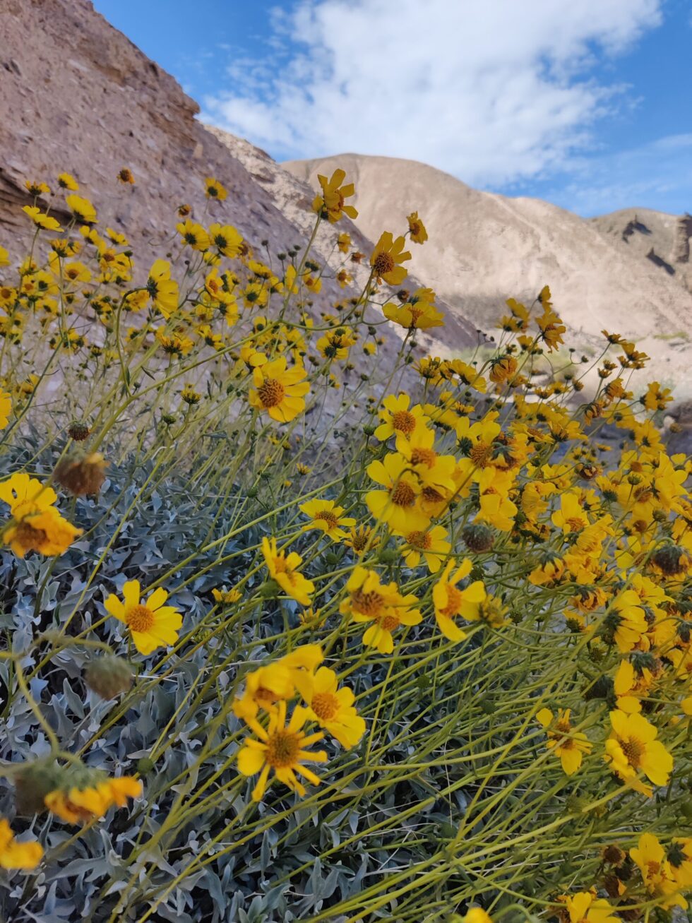 Home - discovertecopa.com